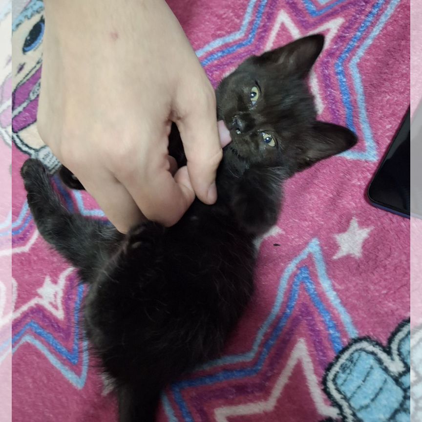 Британский короткошёрстный котёнок