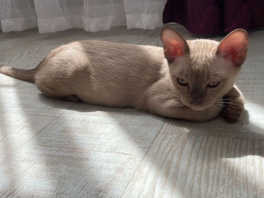 Бурманские котята с документами