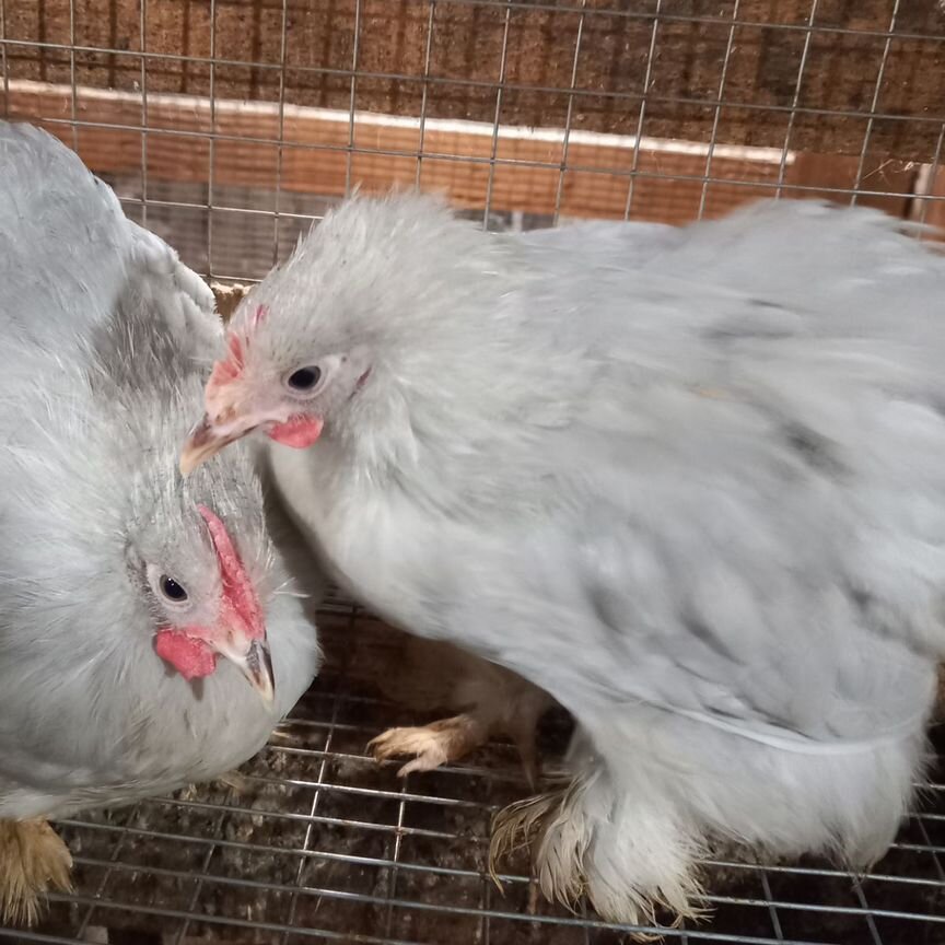 Каиликовый кохинхин