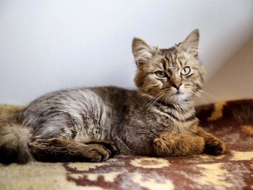 Котик с идеальным характером бесплатно