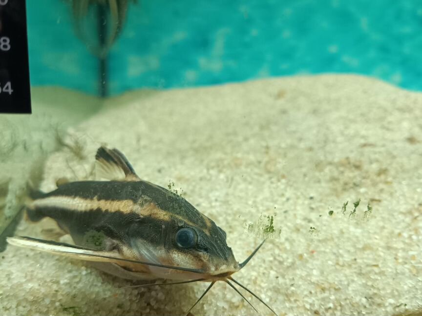 Сом платидорас