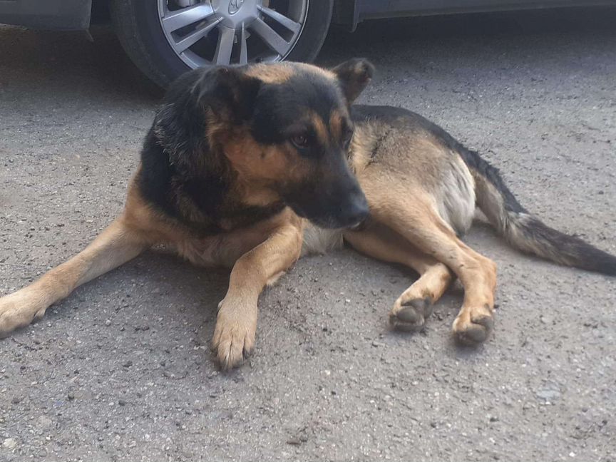 Немецкая овчарка