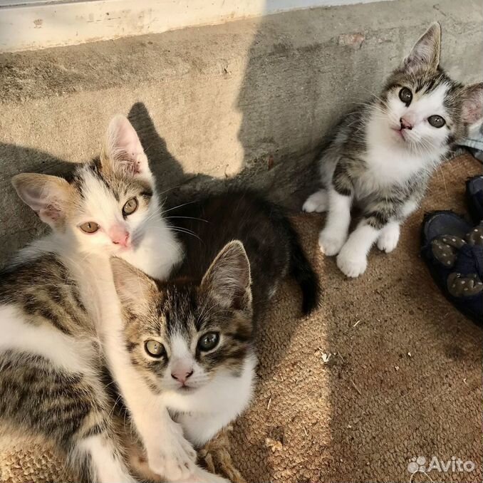 Котята в добрые руки даром, отличные крысоловы