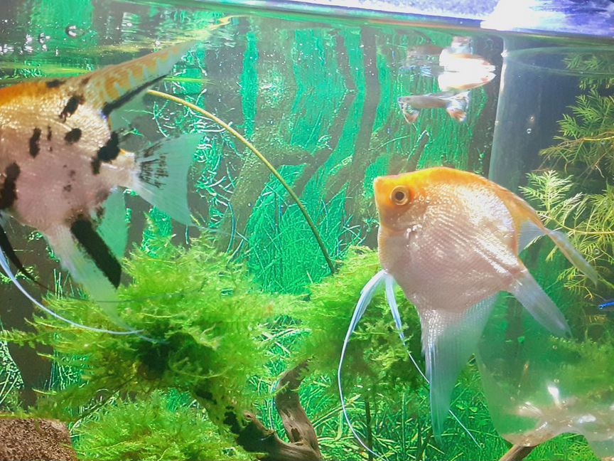 Продам или обменяю скалярий