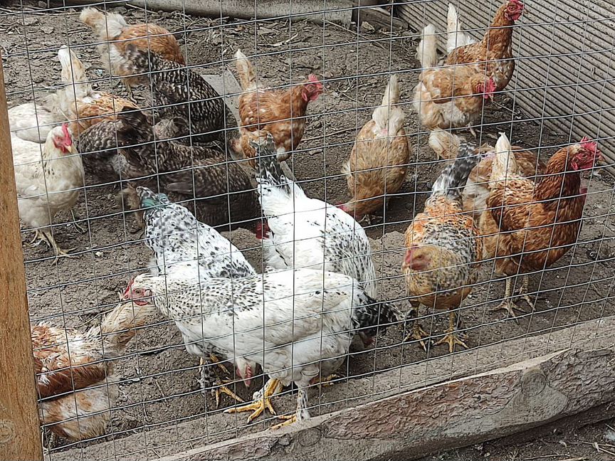 Куры,петухи