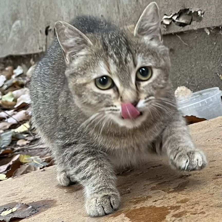 Котенок в беде на улице