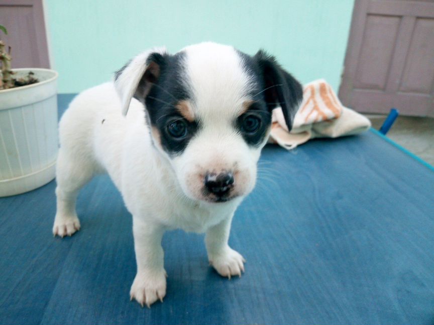 Продаётся щенок