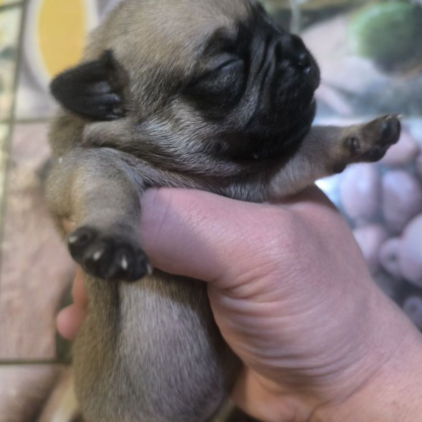 Мопс, щенок