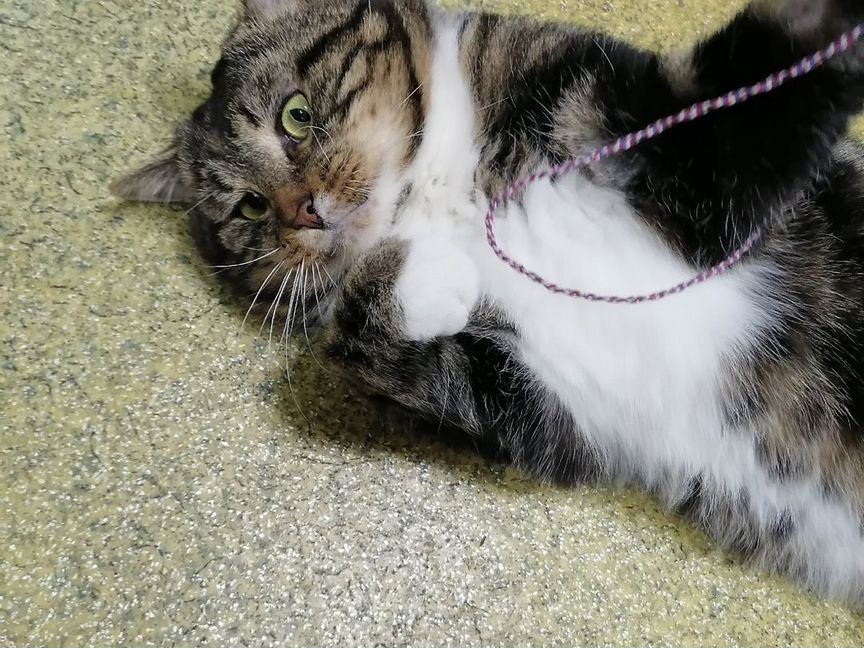 Отдаю кота в хорошие руки