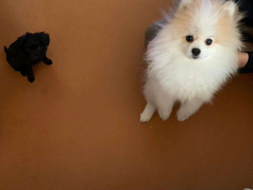 Шпиц помериканский мини