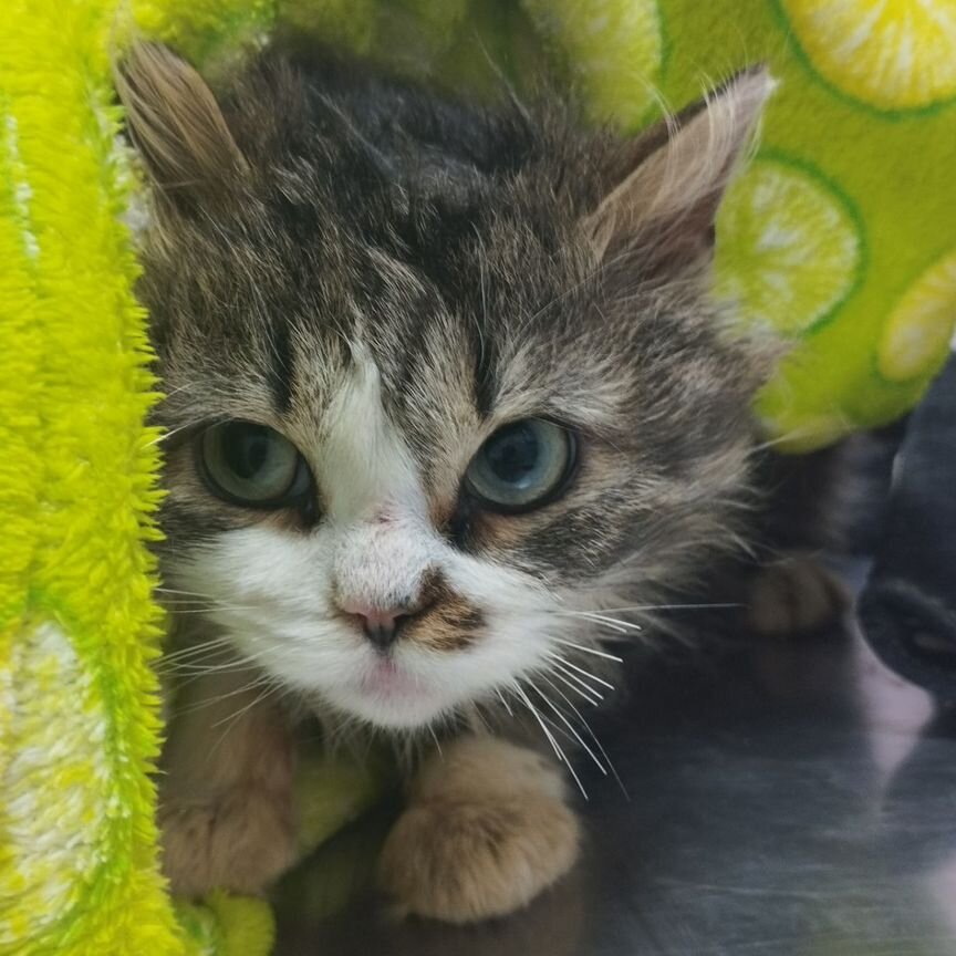 Девочка 5 мес