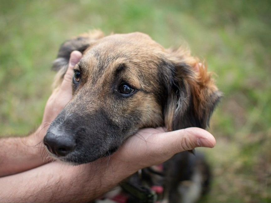 Щенок мёрзнет в приюте, семья найдись