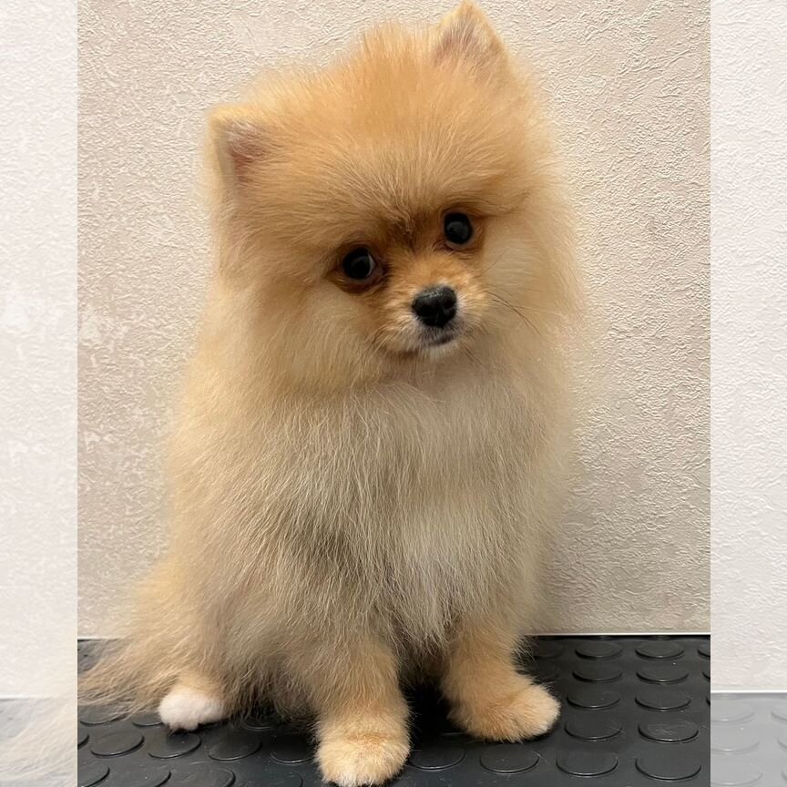 Померанский шпиц, щенок