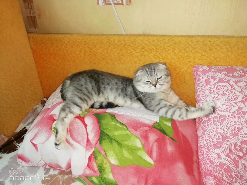 Вязка. Шотландский кот