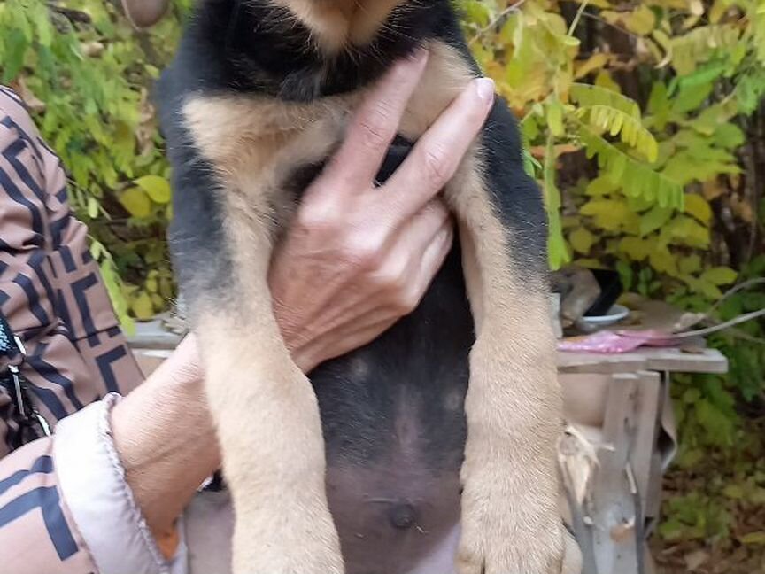 Смешной щенок