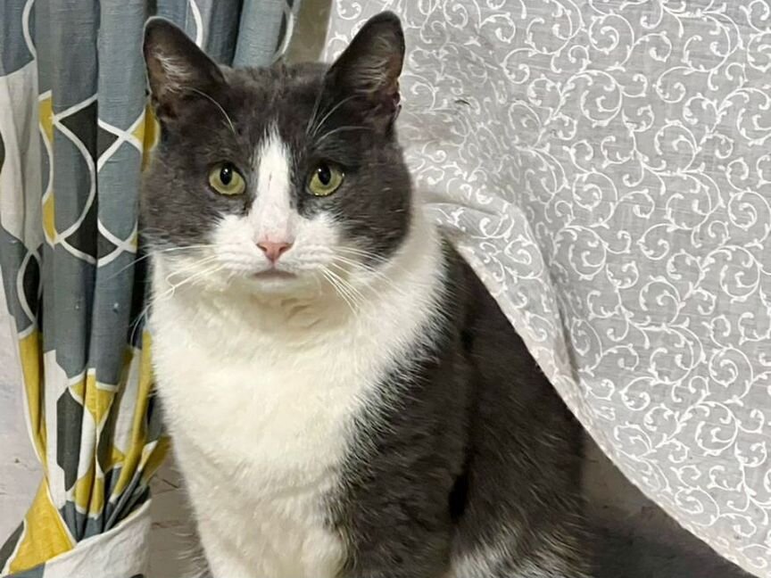 Котик серый с белым