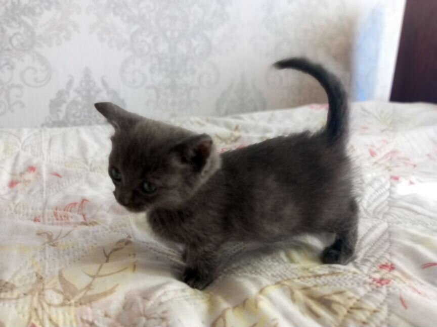 Кошка