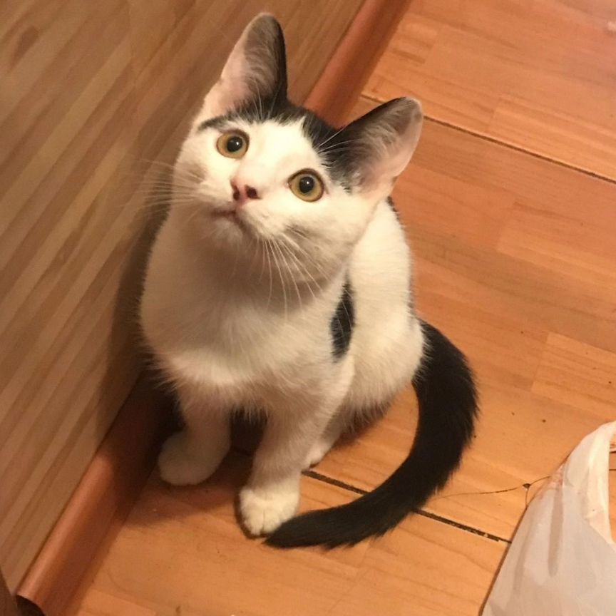 Котенок ищет добрые ручки