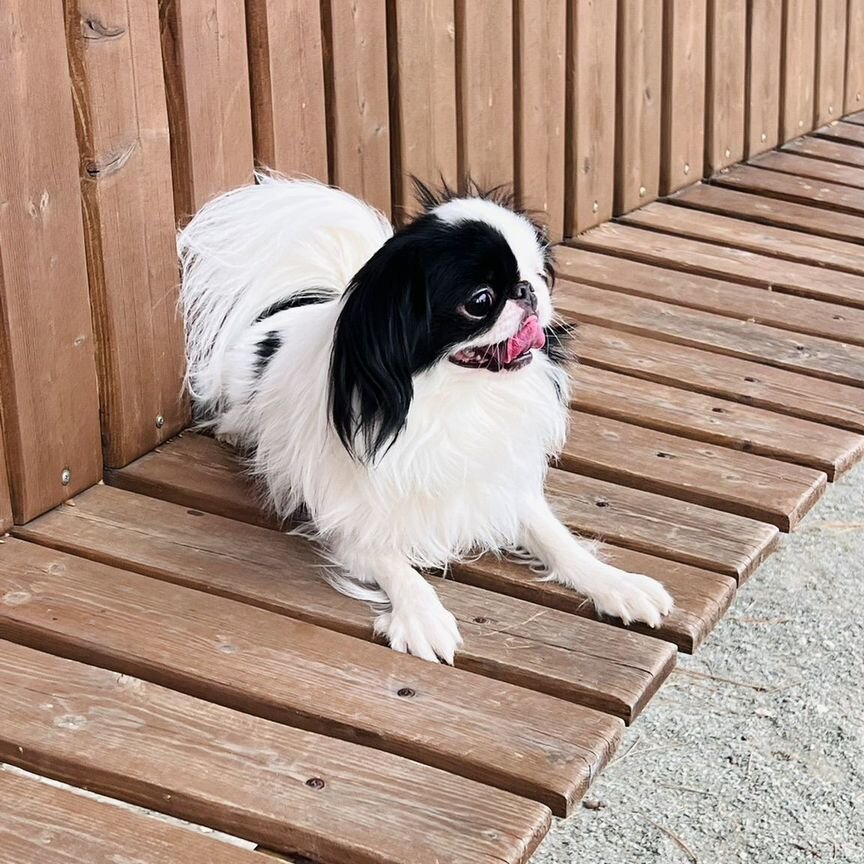 Японский хин