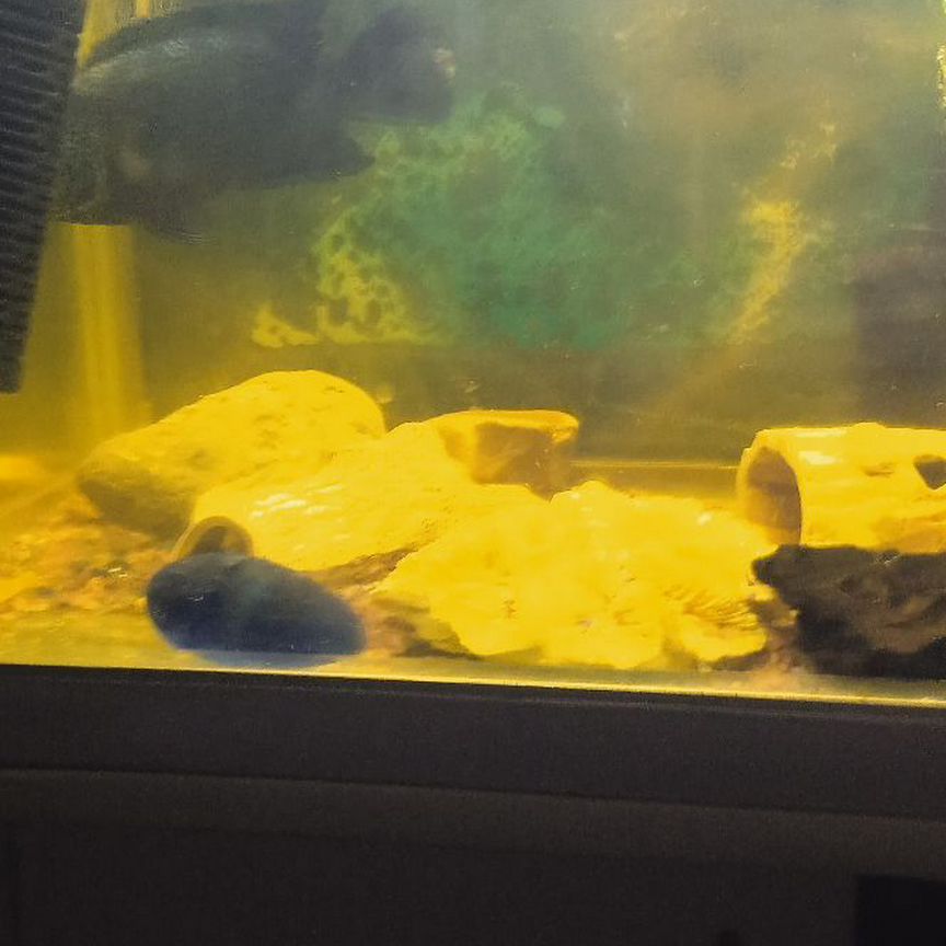 Акваримные рыбки