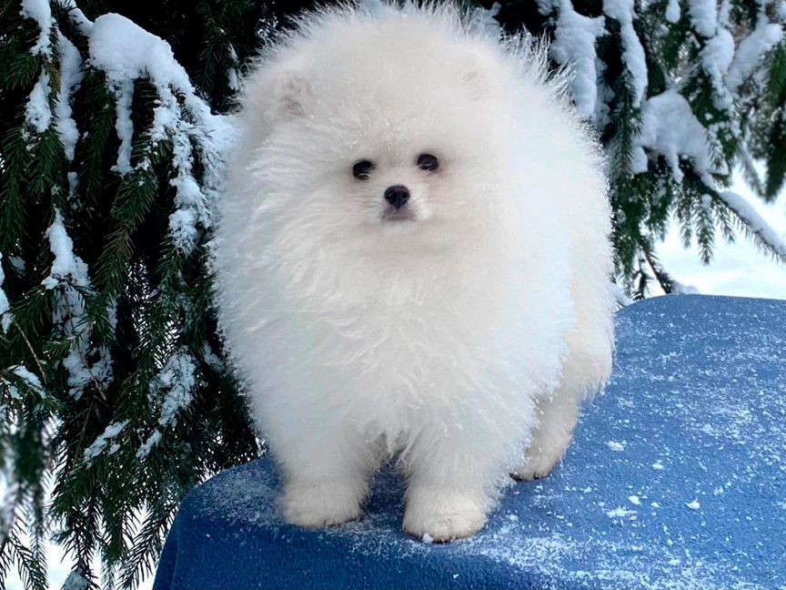 Померанский шпиц щенок мальчик