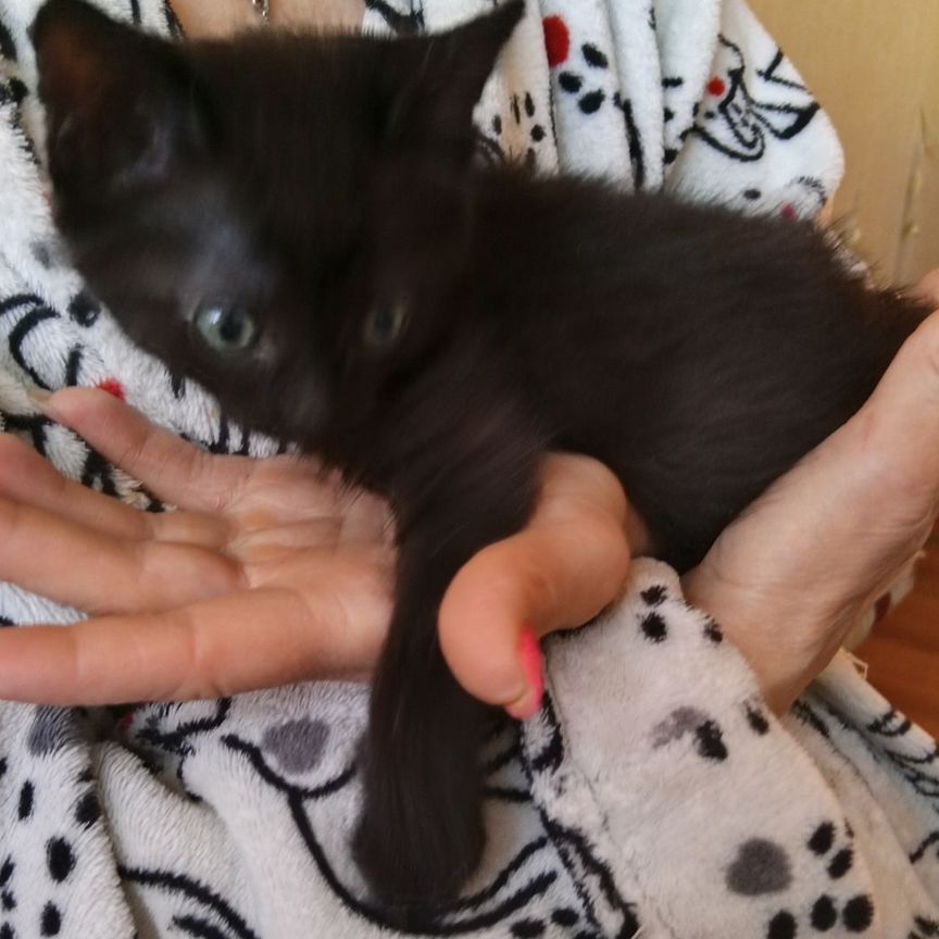 Котёнок в добрые руки