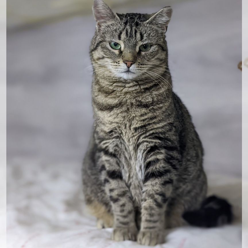 Кошечка в дар