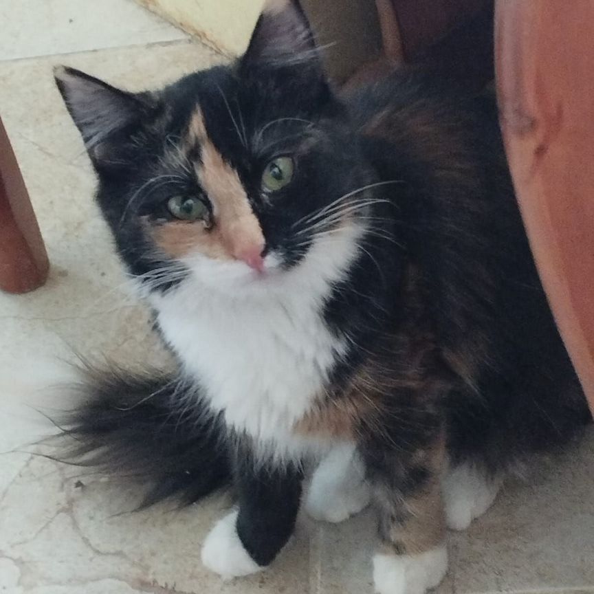 Кошечке из приюта нужен дом