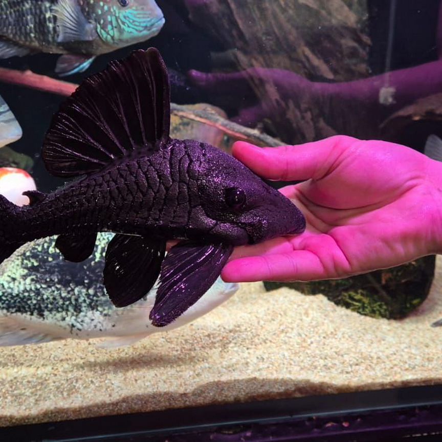 Панак L-191