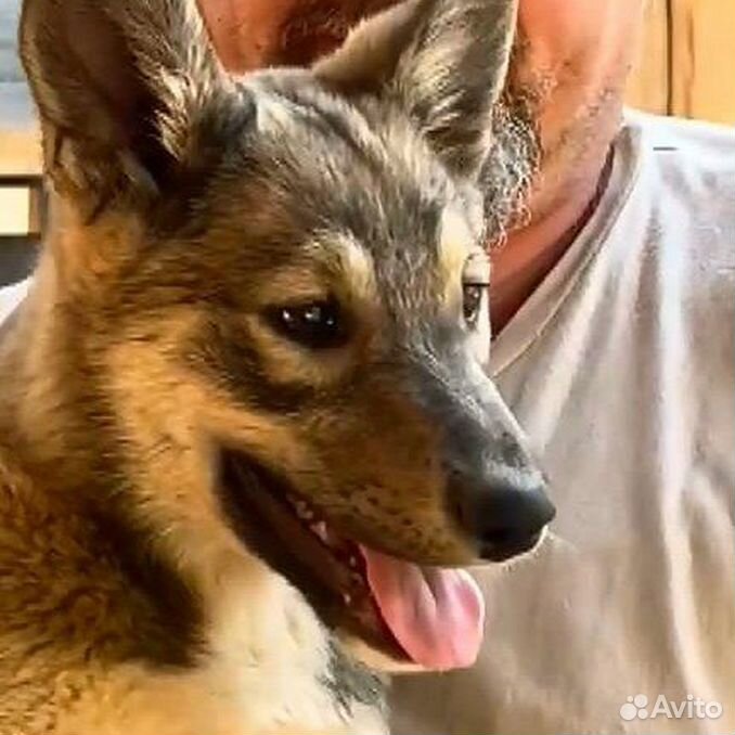 Щеночки ищут добрые руки