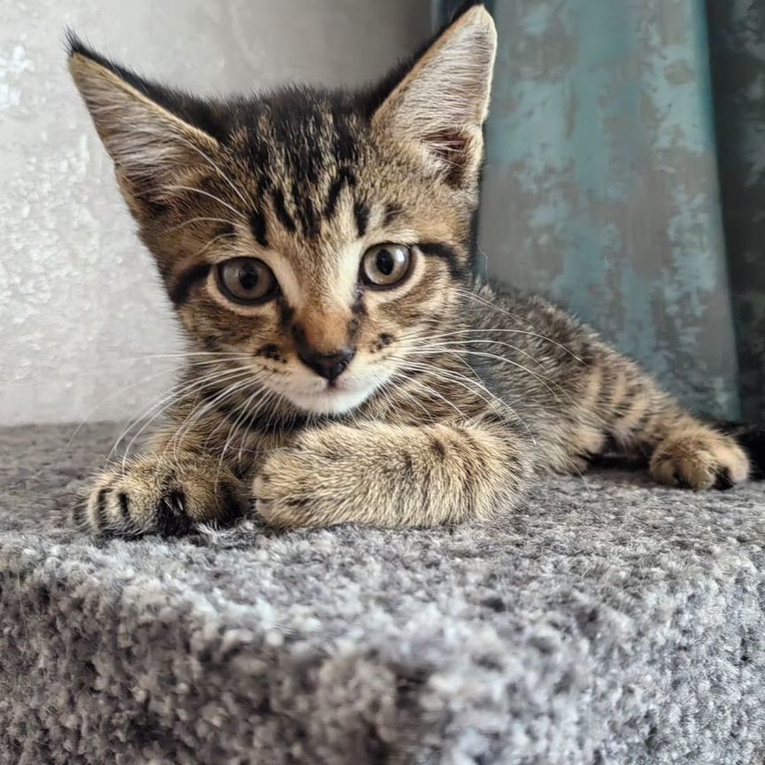 Отдам котят в добрые руки