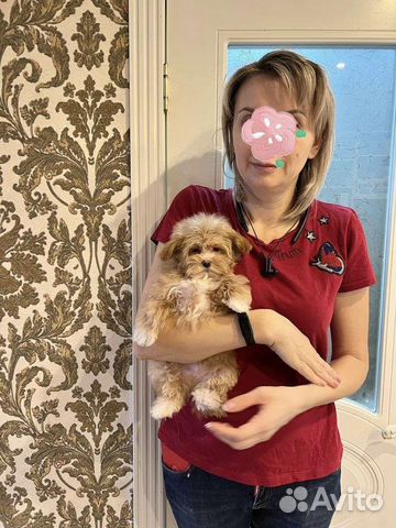 Мальтипу мини мальчик с гарантией размера