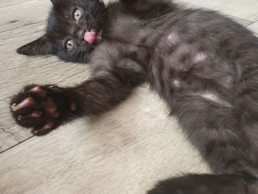 Котенок
