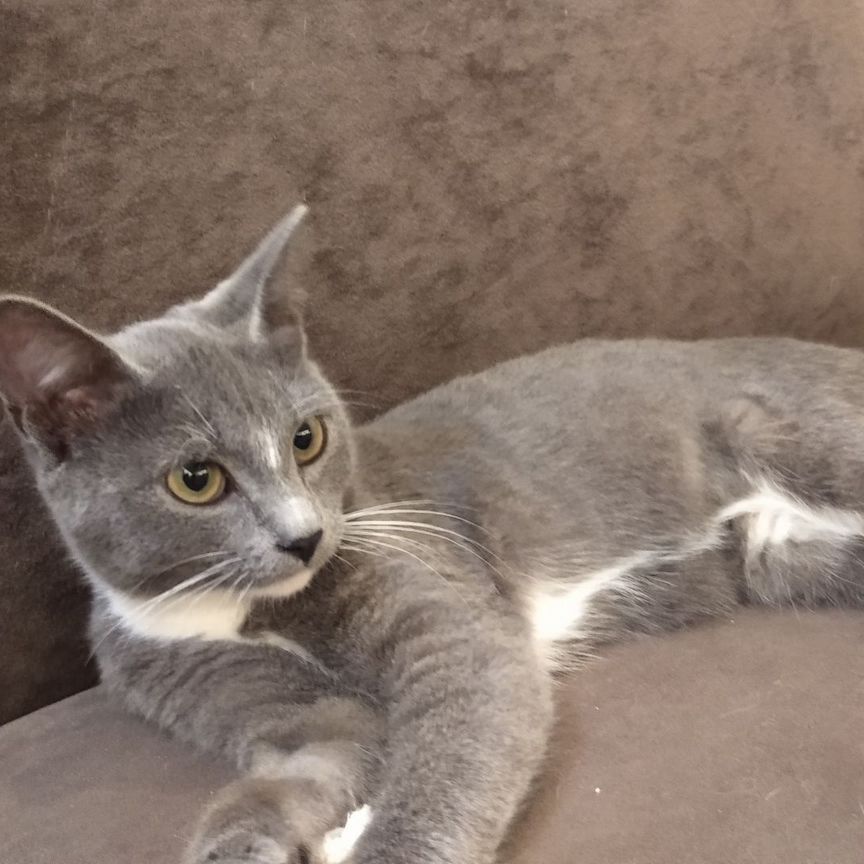 Котенок,кошка