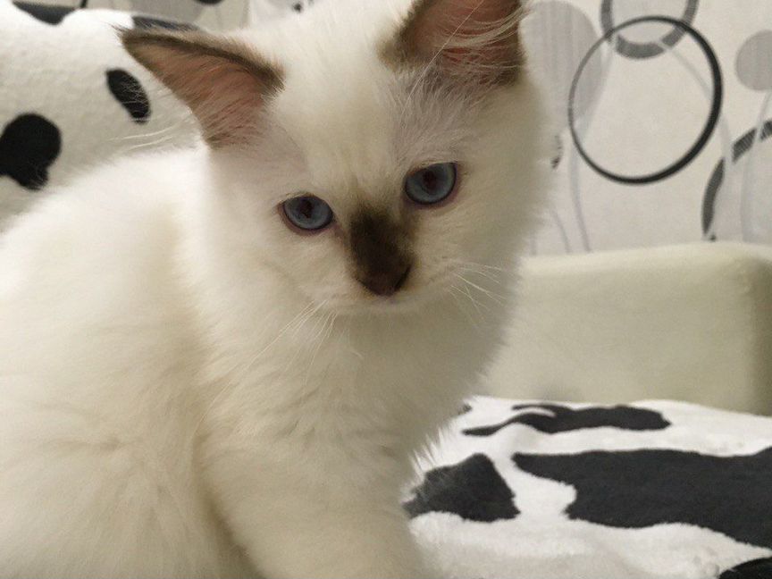 Котята Священной Бирмы