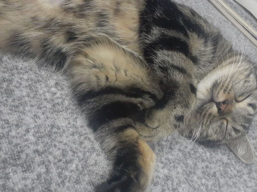 Ищу пропавшего кота