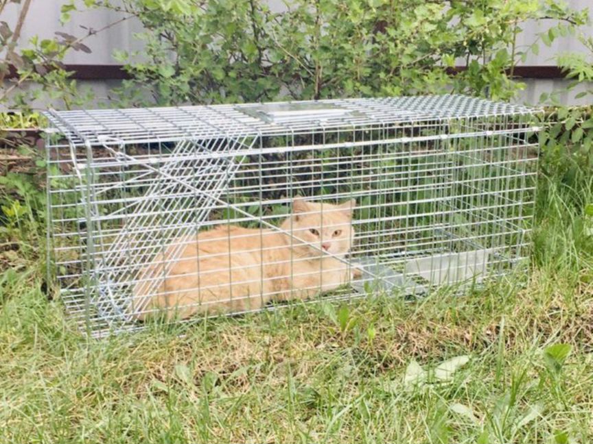 Ловушка для кошек, котловка, кошеловка аренда