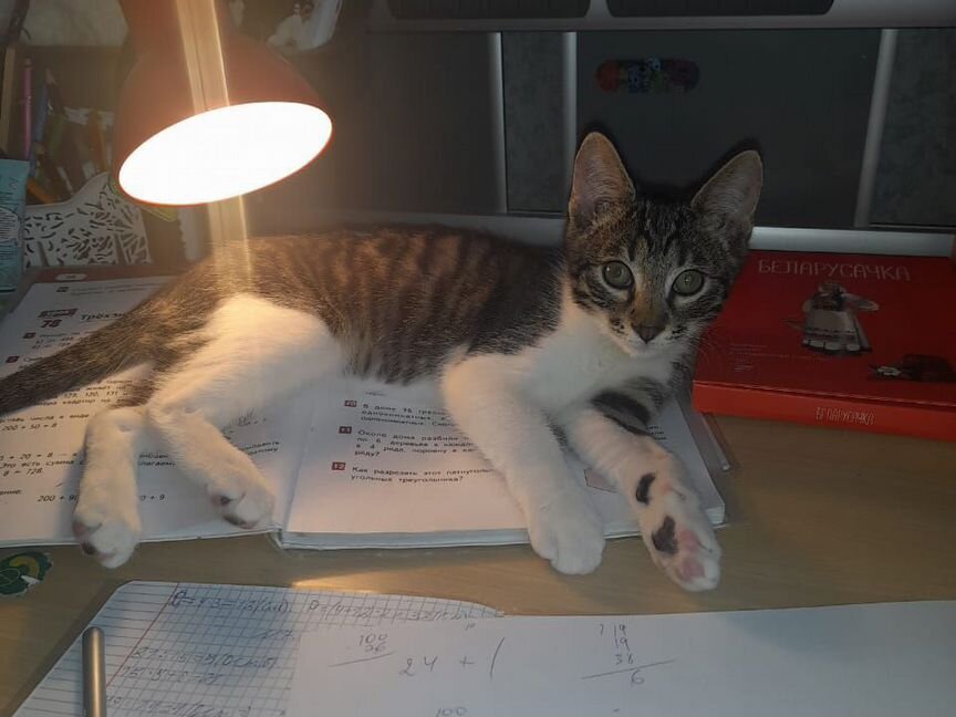 Кот крысолов
