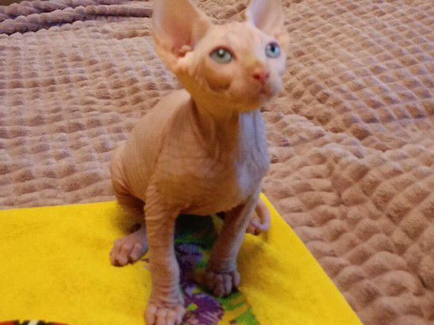 Котёнок канадский сфинкс