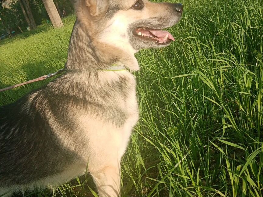 Собака в добрые руки