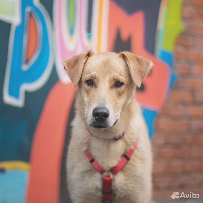 Банни ищет дом. Собака в хорошие руки