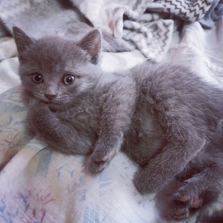 Котёнок в добрые руки