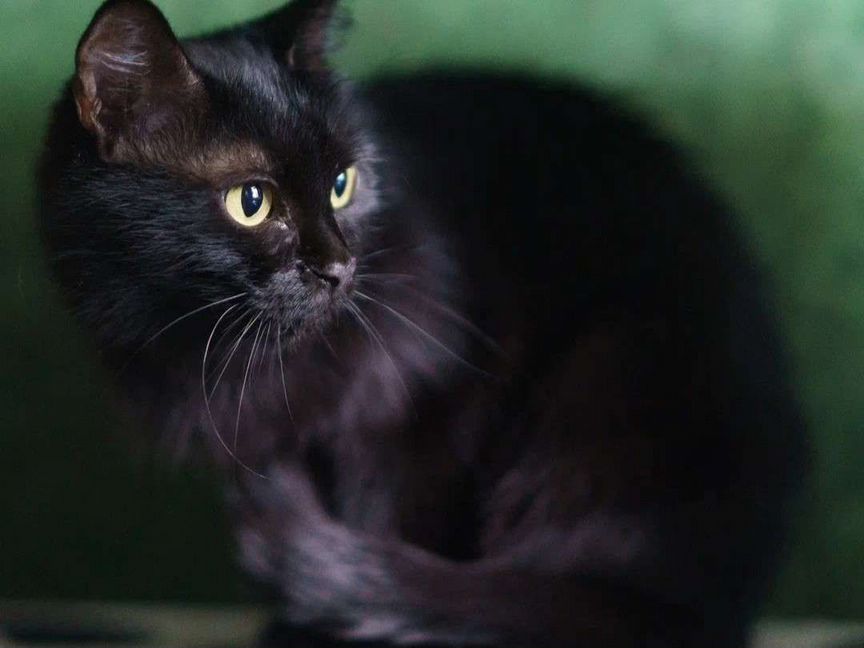 Умная и красивая жгучая брюнетка