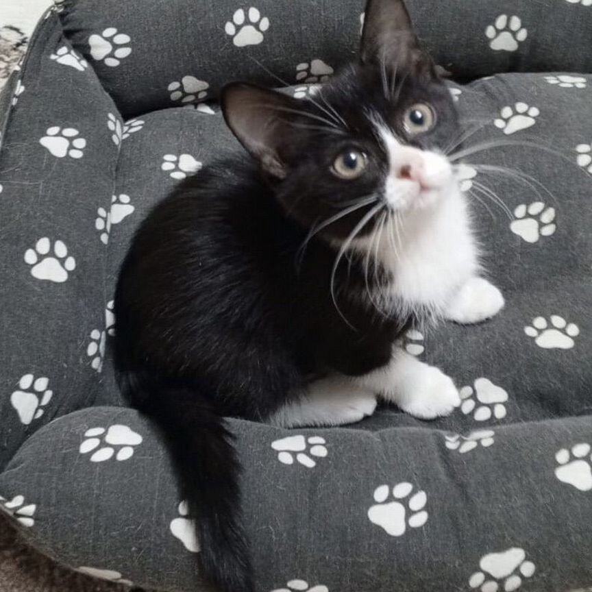 Удивительный котенок мальчик