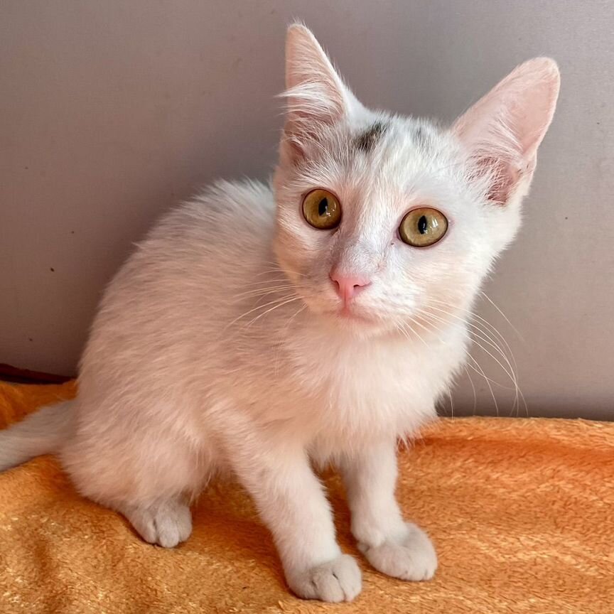 Котенок