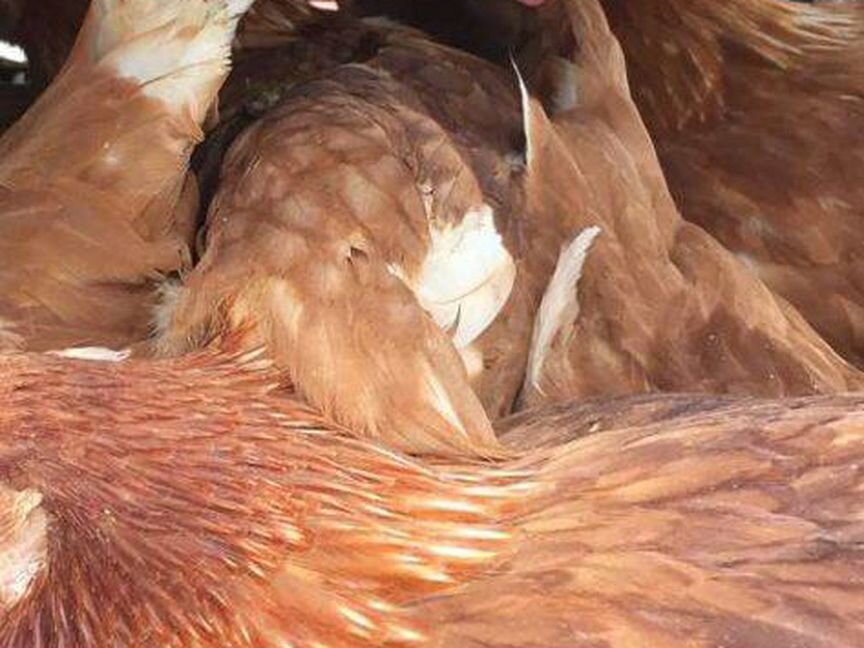 Куры молодки,несушки, бройлеры