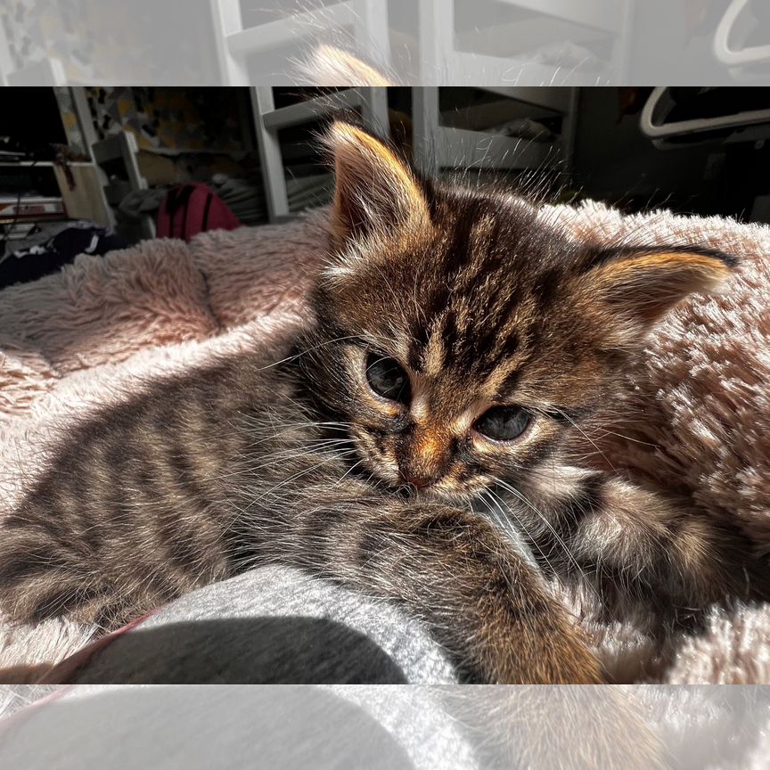 Котенок девочка 2 месяца