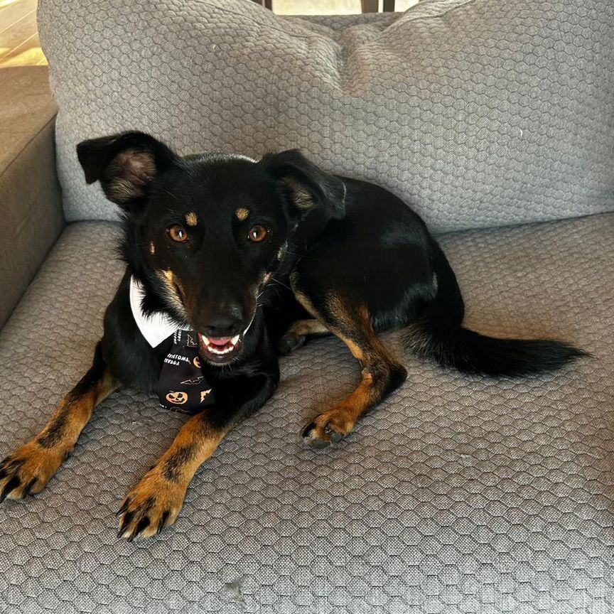 Отдам в добрые руки