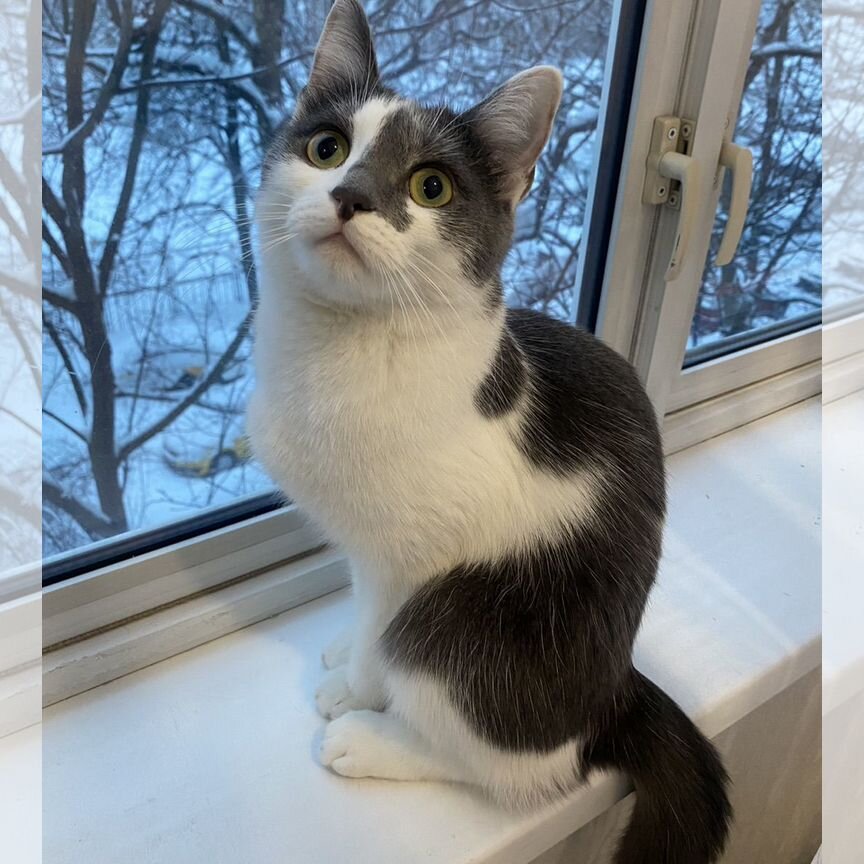 Взрослая, кошка в добрые руки