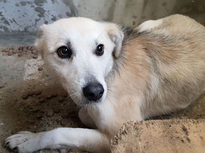 Небольшая белокурая красота ищет дом